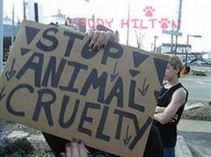 Ways as to where and how to report animal cruelty - iPleaders