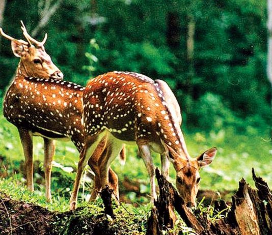 Wildlife trading Archives - iPleaders