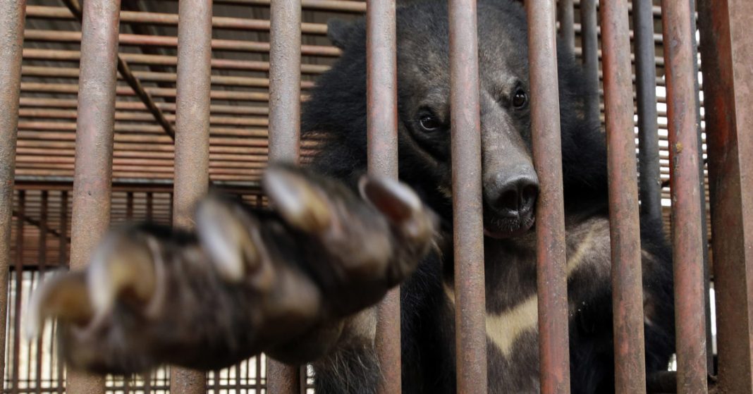 What to do if you see illegal transportation or smuggling of animals ...